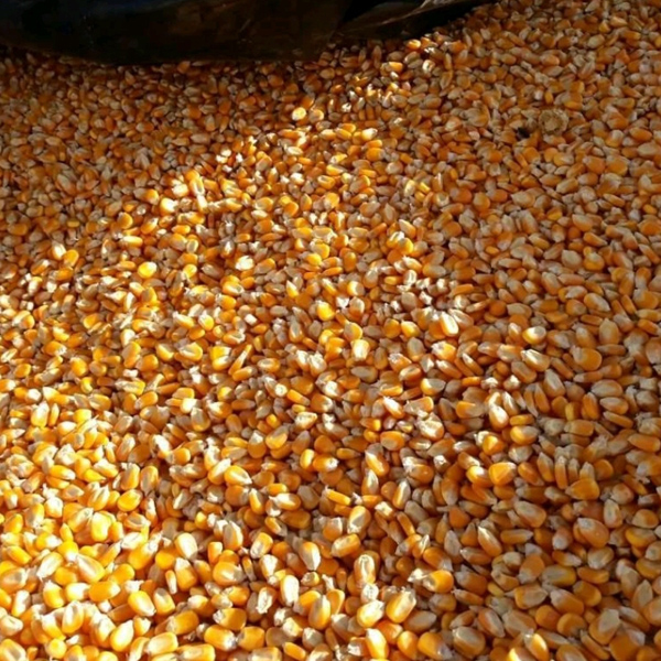 Maize(Corn) – Human Consumption – Srishtiyug Agro Pvt Ltd.